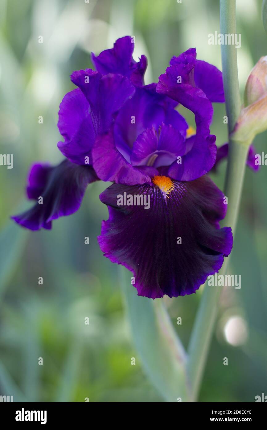 Purple bearded iris in full bloom hi-res stock photography and images ...