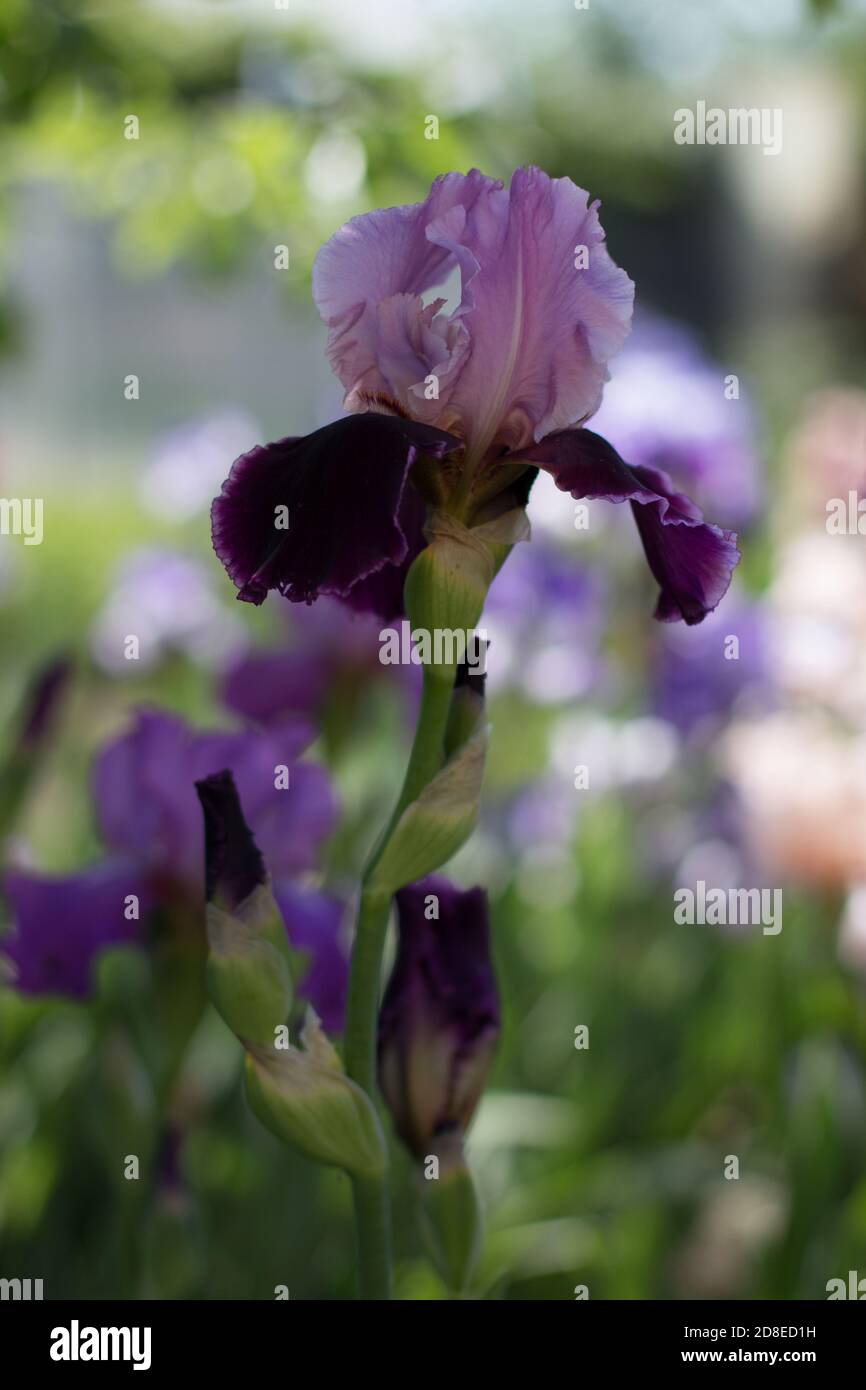 Beige iris flower blooming hi-res stock photography and images - Alamy