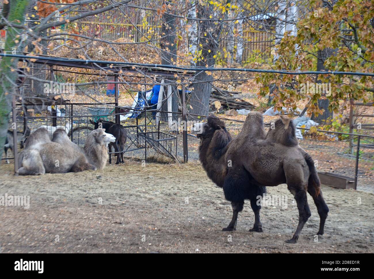 Bull camels hi-res stock photography and images - Alamy