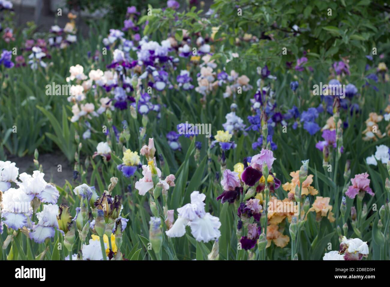 a beautiful blue iris flower growing in the garden Stock Photo - Alamy