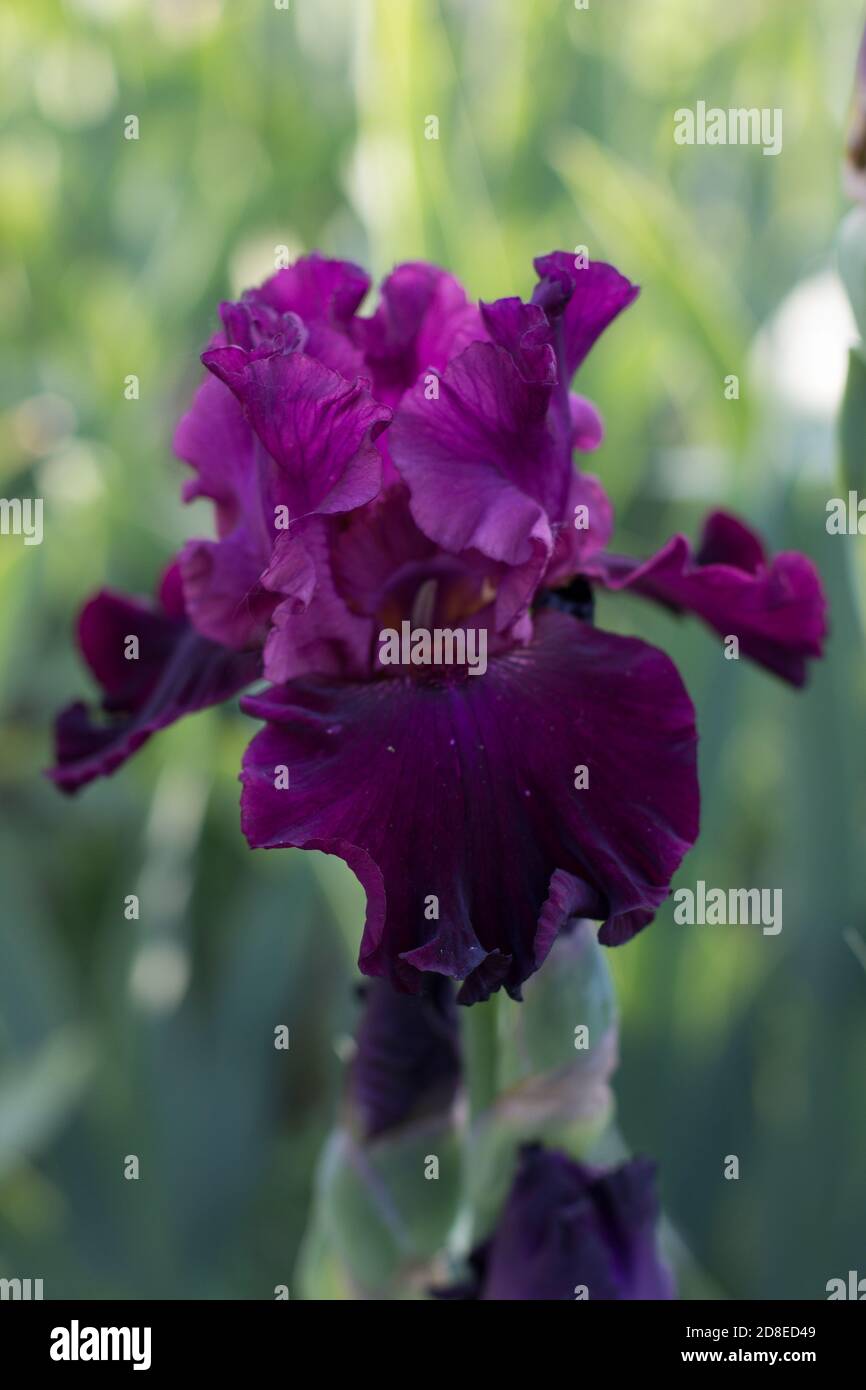Beige iris flower blooming hi-res stock photography and images - Alamy
