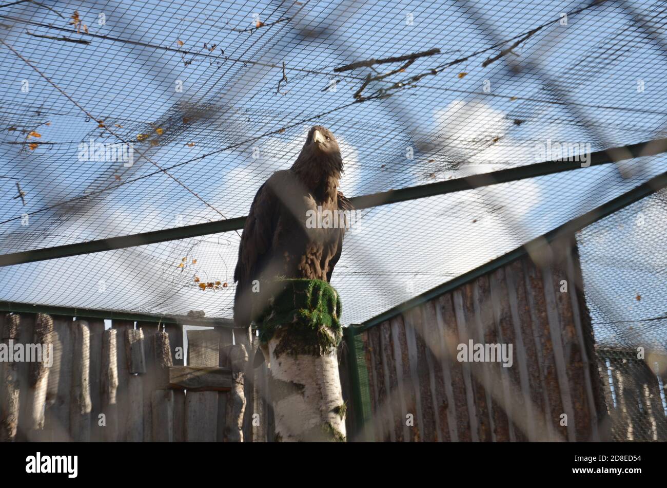 Golden eagle aviary hi-res stock photography and images - Alamy