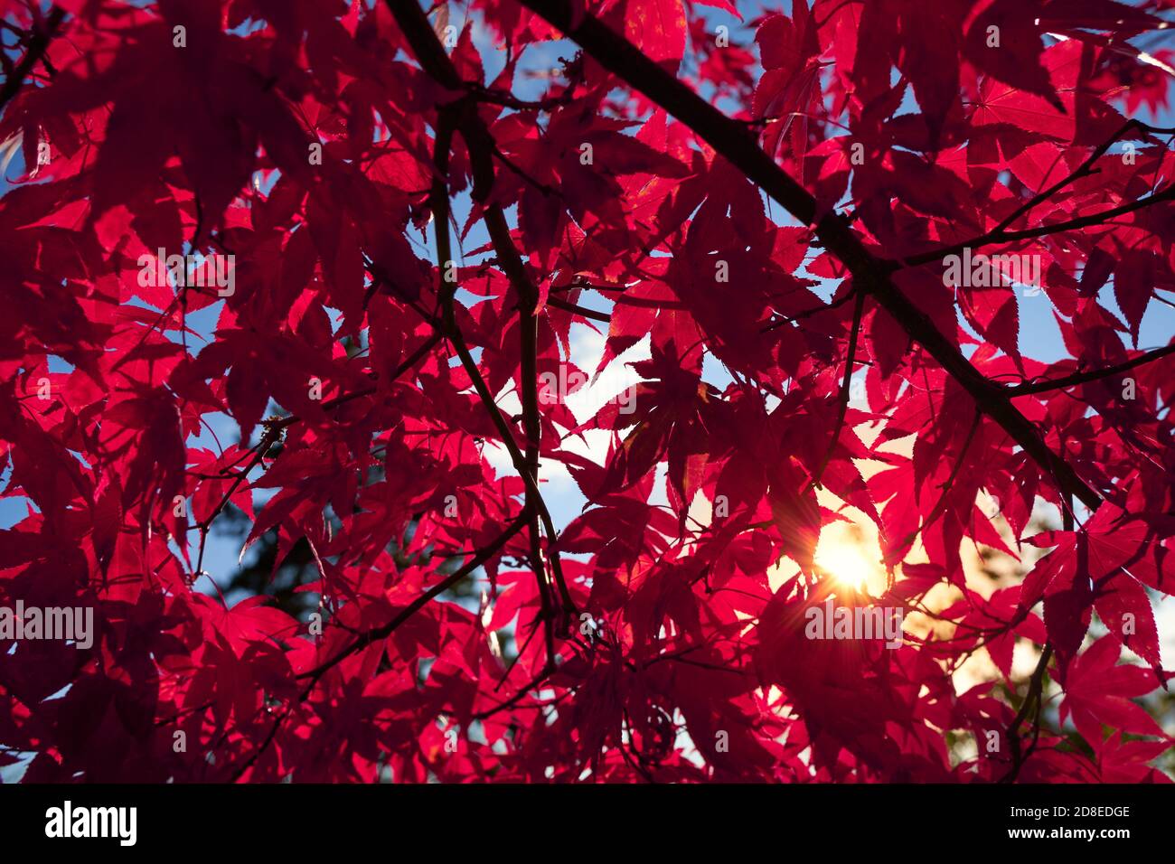 japanese acorn tree with sun stars also lens flare. fullframe, pattern ...
