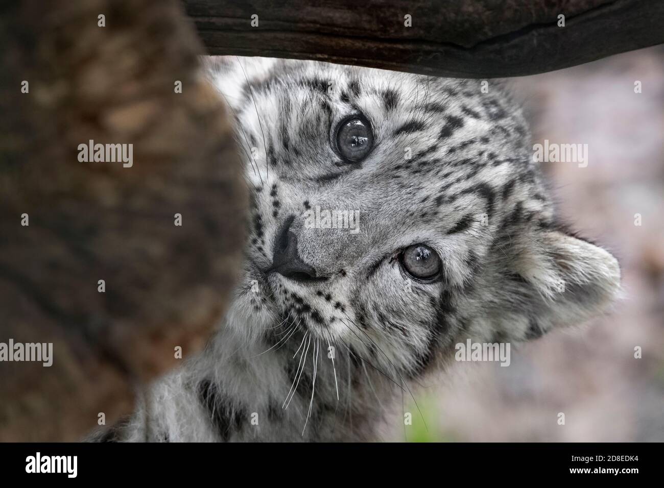 Three-month-old male snow leopard, peeking round tree trunk Stock Photo ...