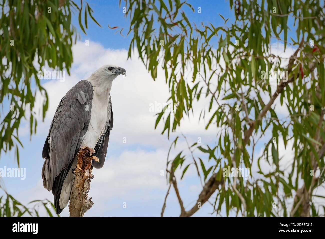 Australia sea eagle hi-res stock photography and images - Alamy