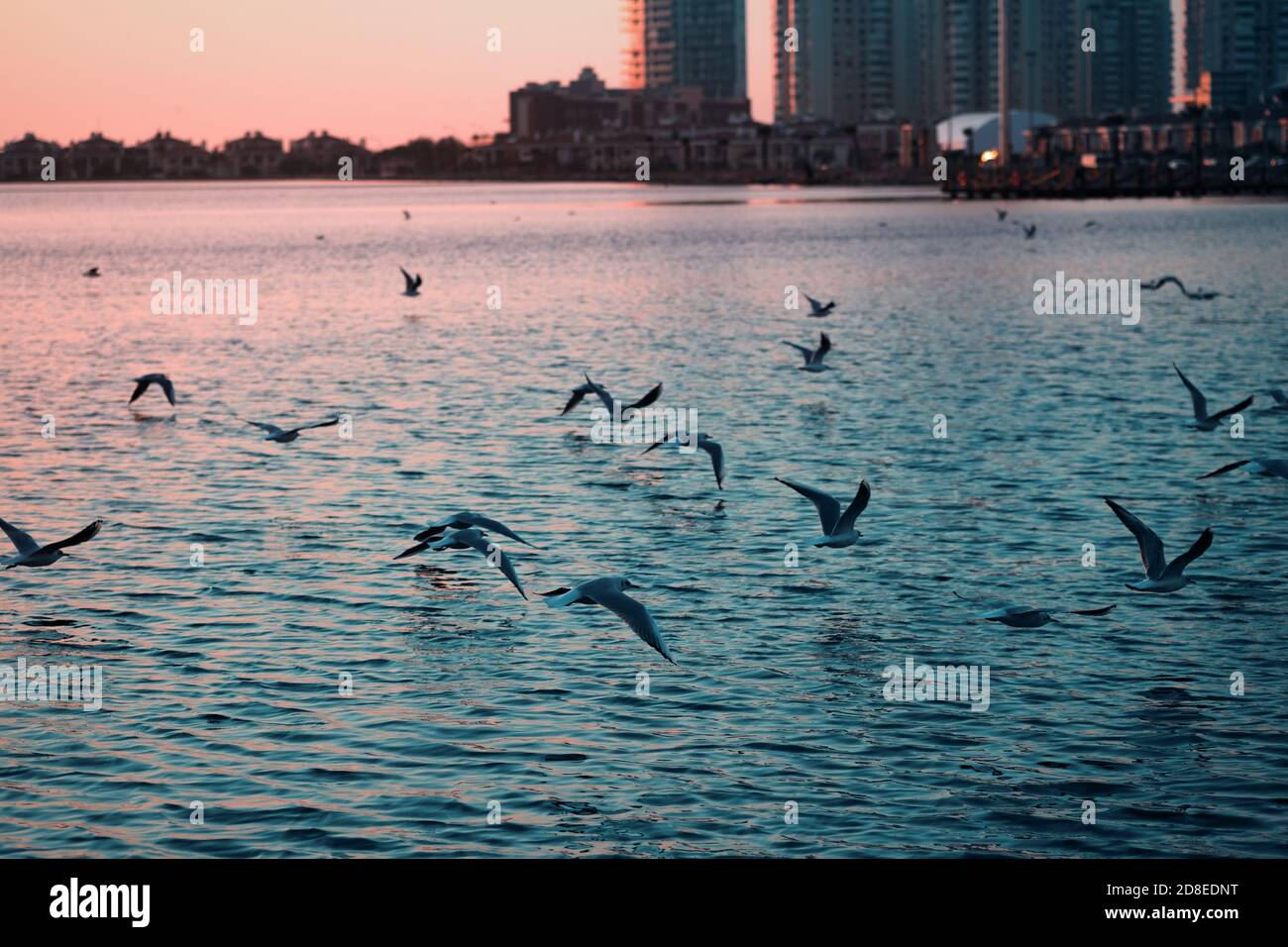 Flying seabirds hi-res stock photography and images - Alamy
