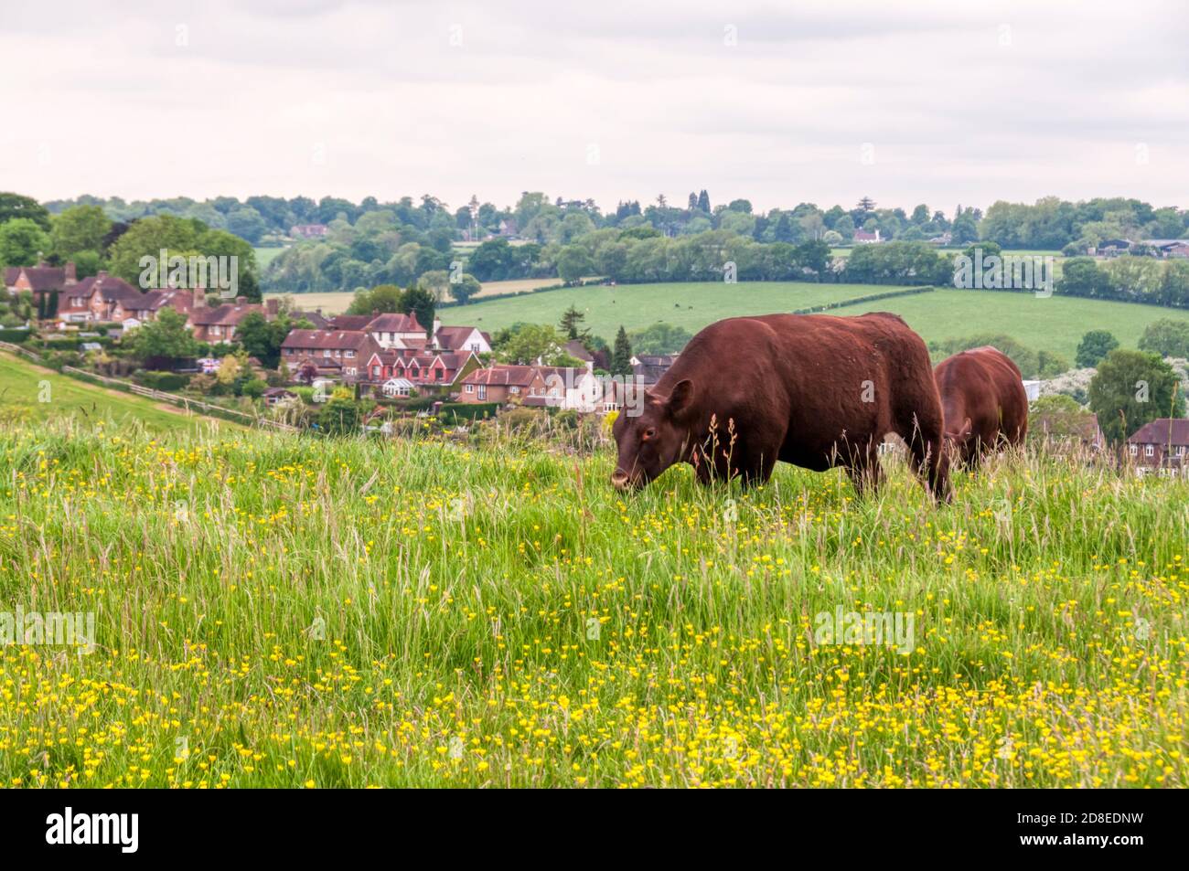 Herd of cows grazing on Farthing Downs, an area of open space owned by ...