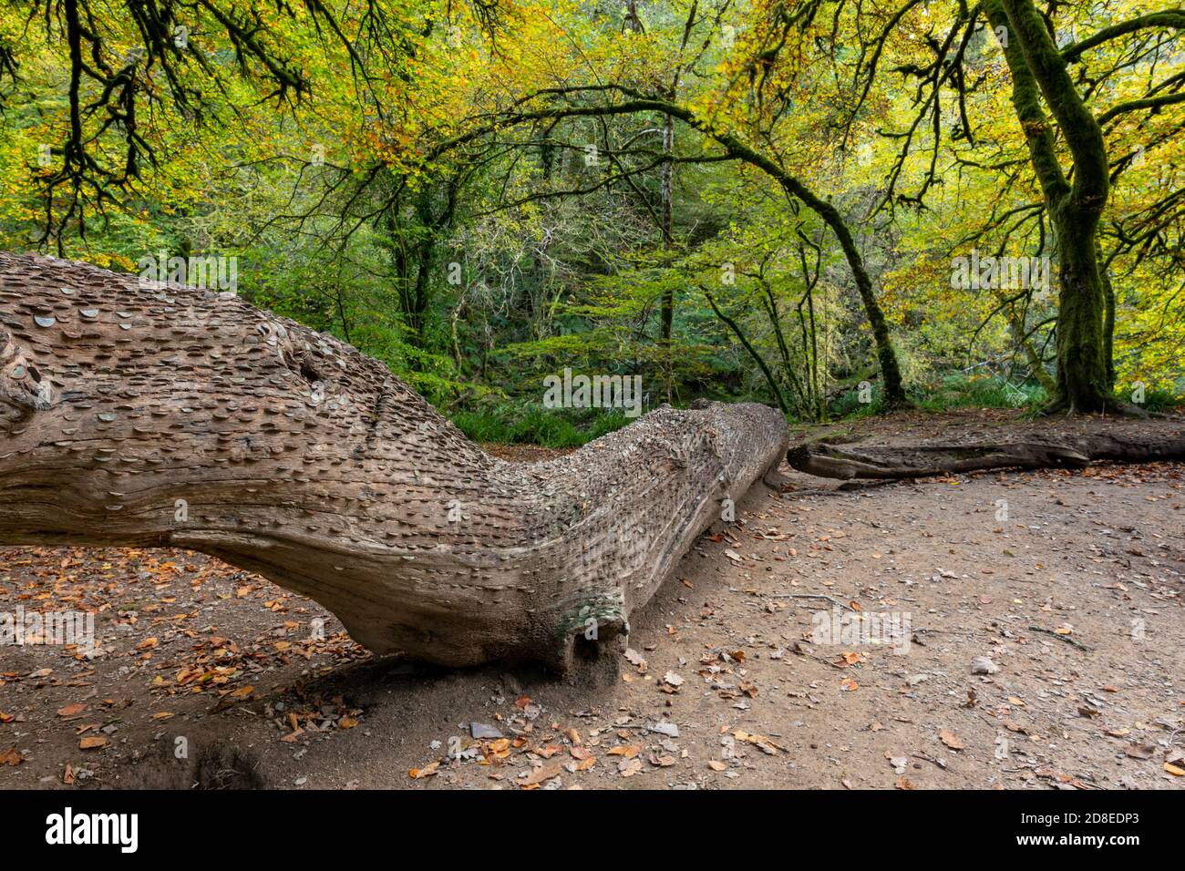 Close up of coins hammered into a tree trunk at Tarr Steps in Exmoor ...