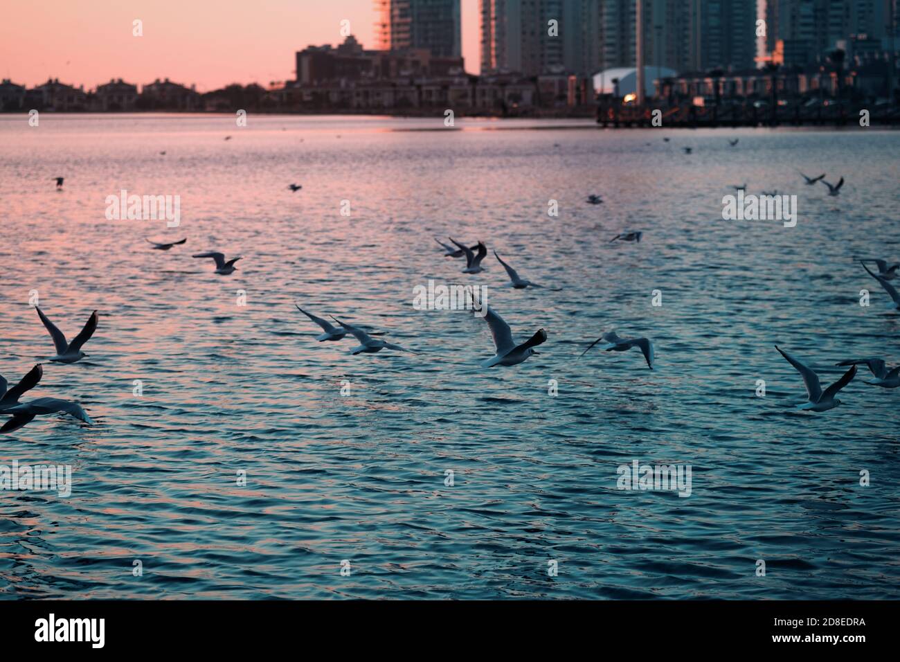 Flying seabirds hi-res stock photography and images - Alamy