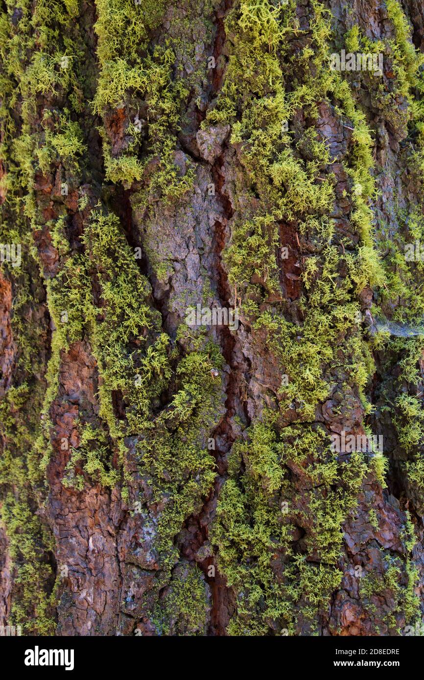 Texture of a mossy tree trunk Stock Photo - Alamy