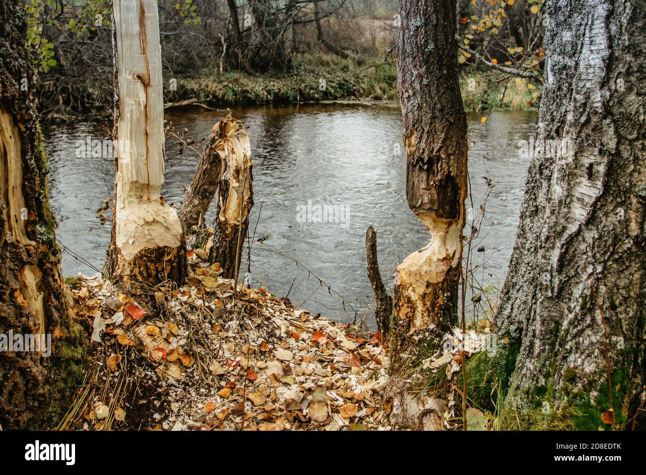 Beaver chewing down a tree. Beavers destruction in Czech.The beaver ...