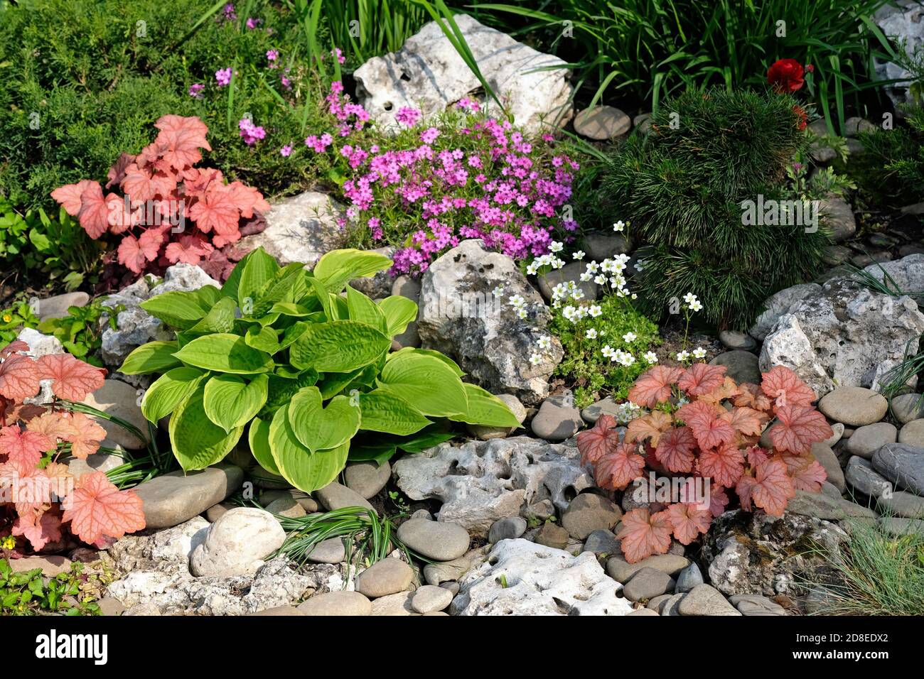 Heuchera heuchera hosta hi-res stock photography and images - Alamy