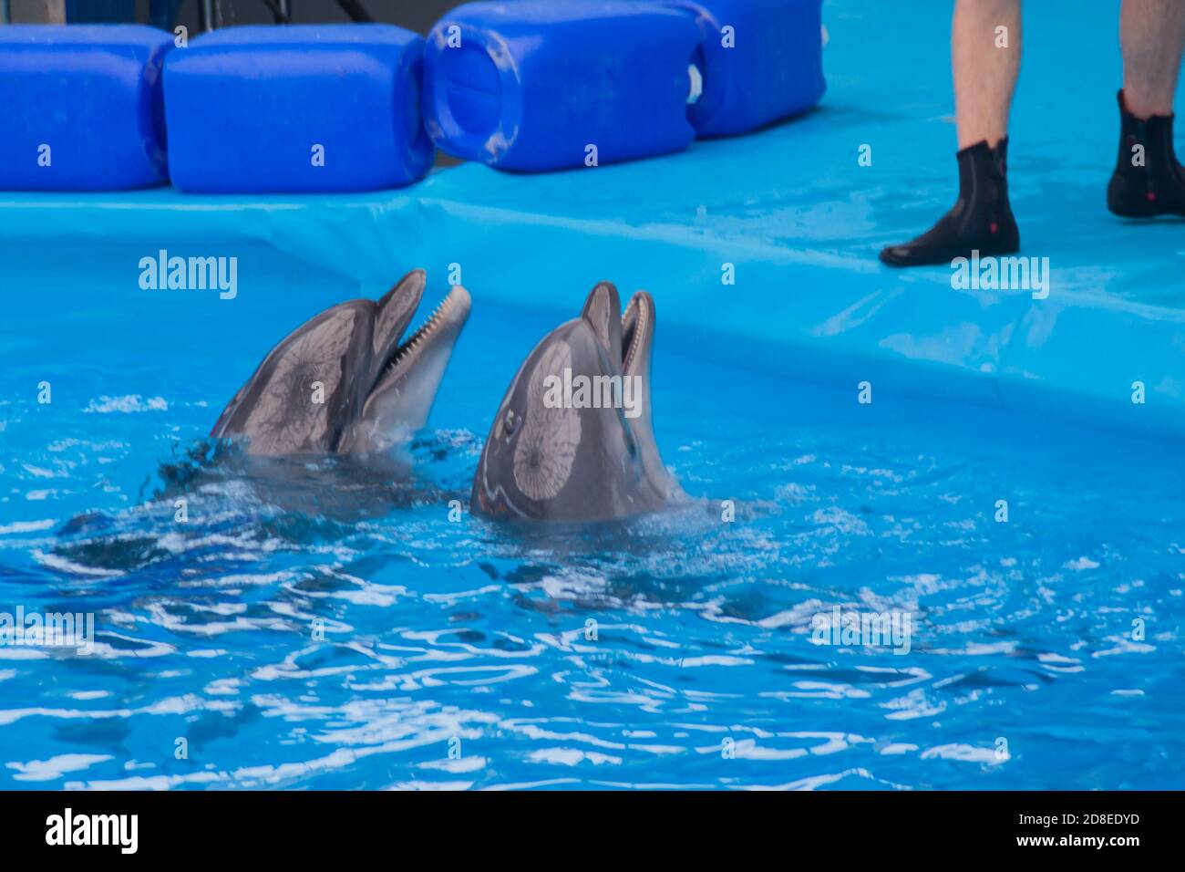Trained dolphin in the aquarium, dolphinariums. show with dolphins. the ...