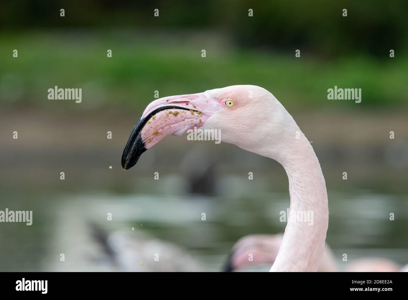 Habitat shot for greater flamingo hi-res stock photography and images ...