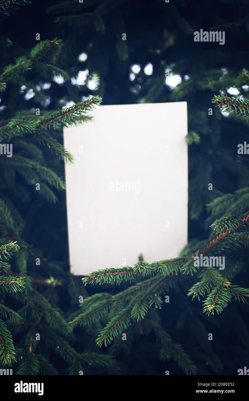 Fir-tree with craft empty paper card on the branch Stock Photo - Alamy