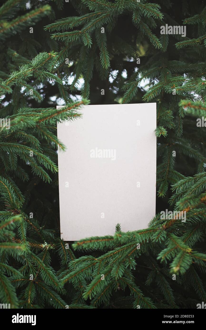 Fir-tree with craft empty paper card on the branch Stock Photo - Alamy