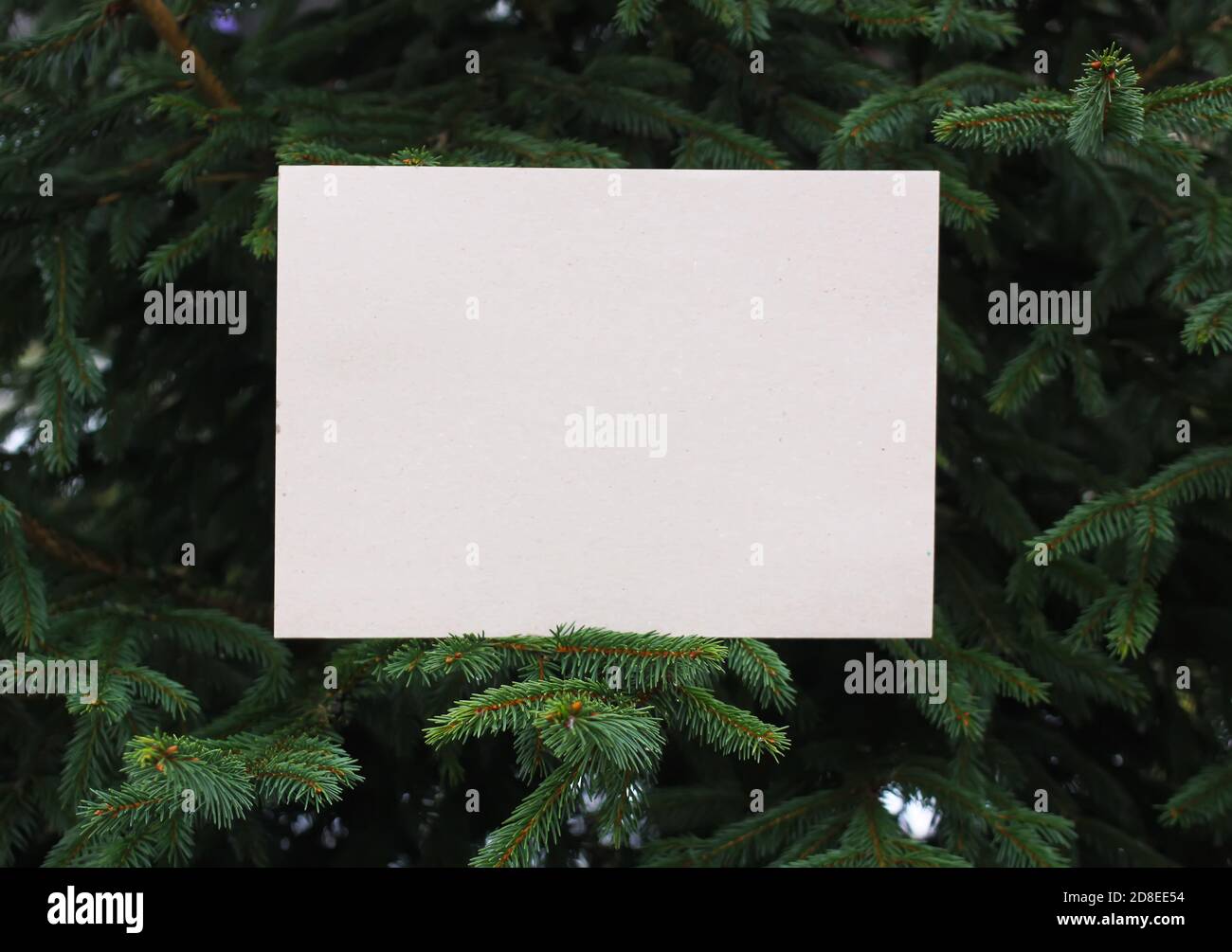 Fir-tree with craft empty paper card on the branch Stock Photo - Alamy