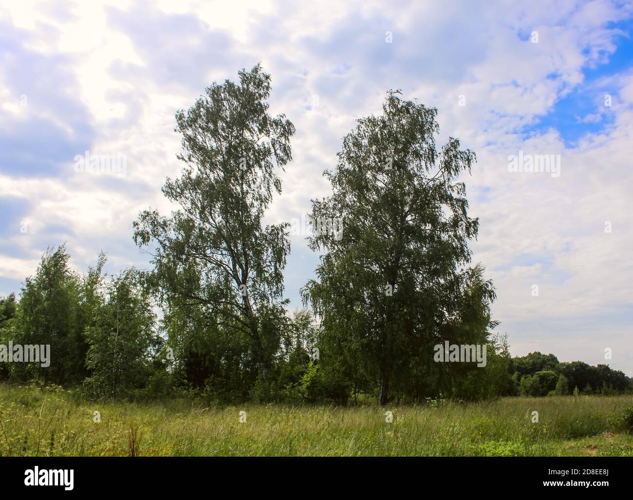 Summer landscape with birch trees in Latvia, East Europe Stock Photo ...