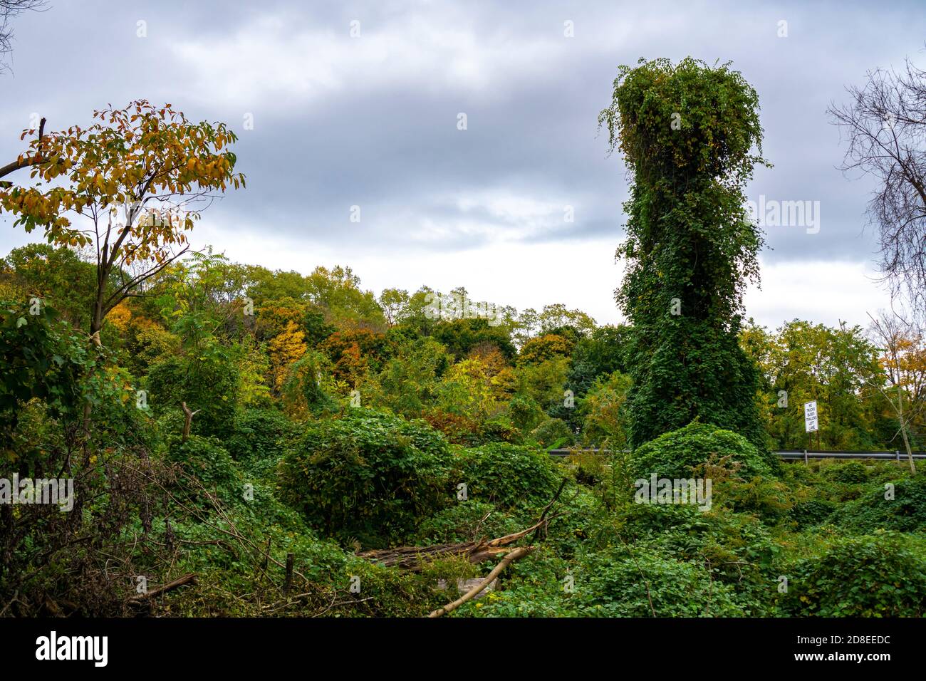 A top view of colorful forest trees in the autumn season. Aerial nature ...