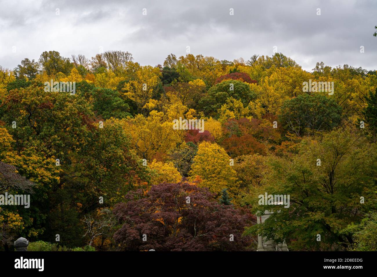 A top view of colorful forest trees in the autumn season. Aerial nature ...