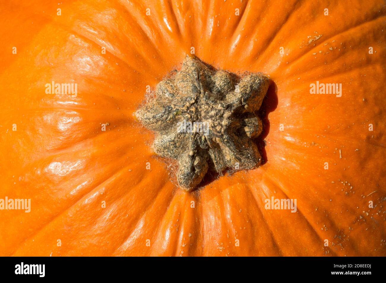 Pumpkin tail hi-res stock photography and images - Alamy