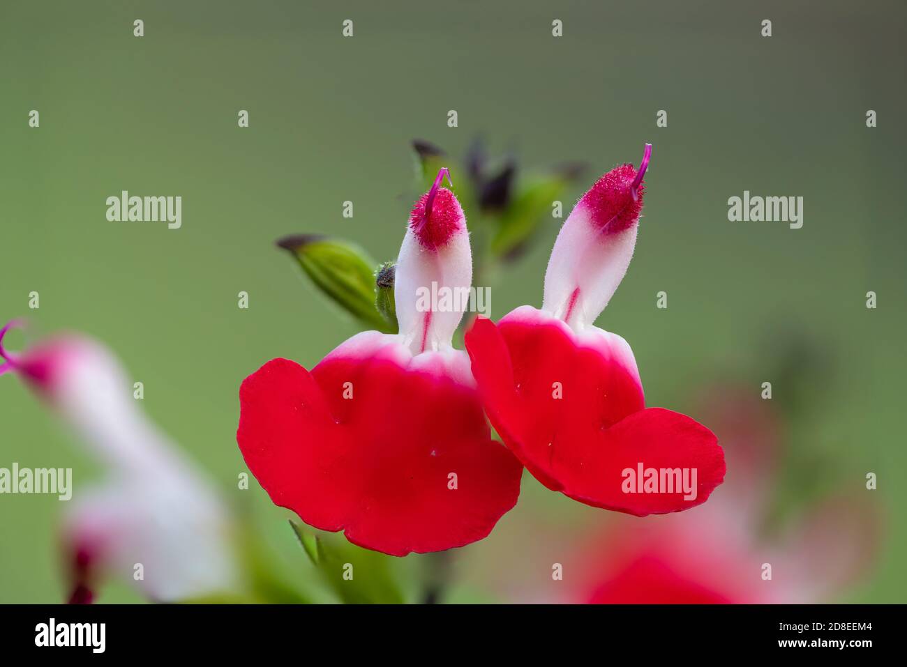 Red and white hot lips salvia flowers hi-res stock photography and ...