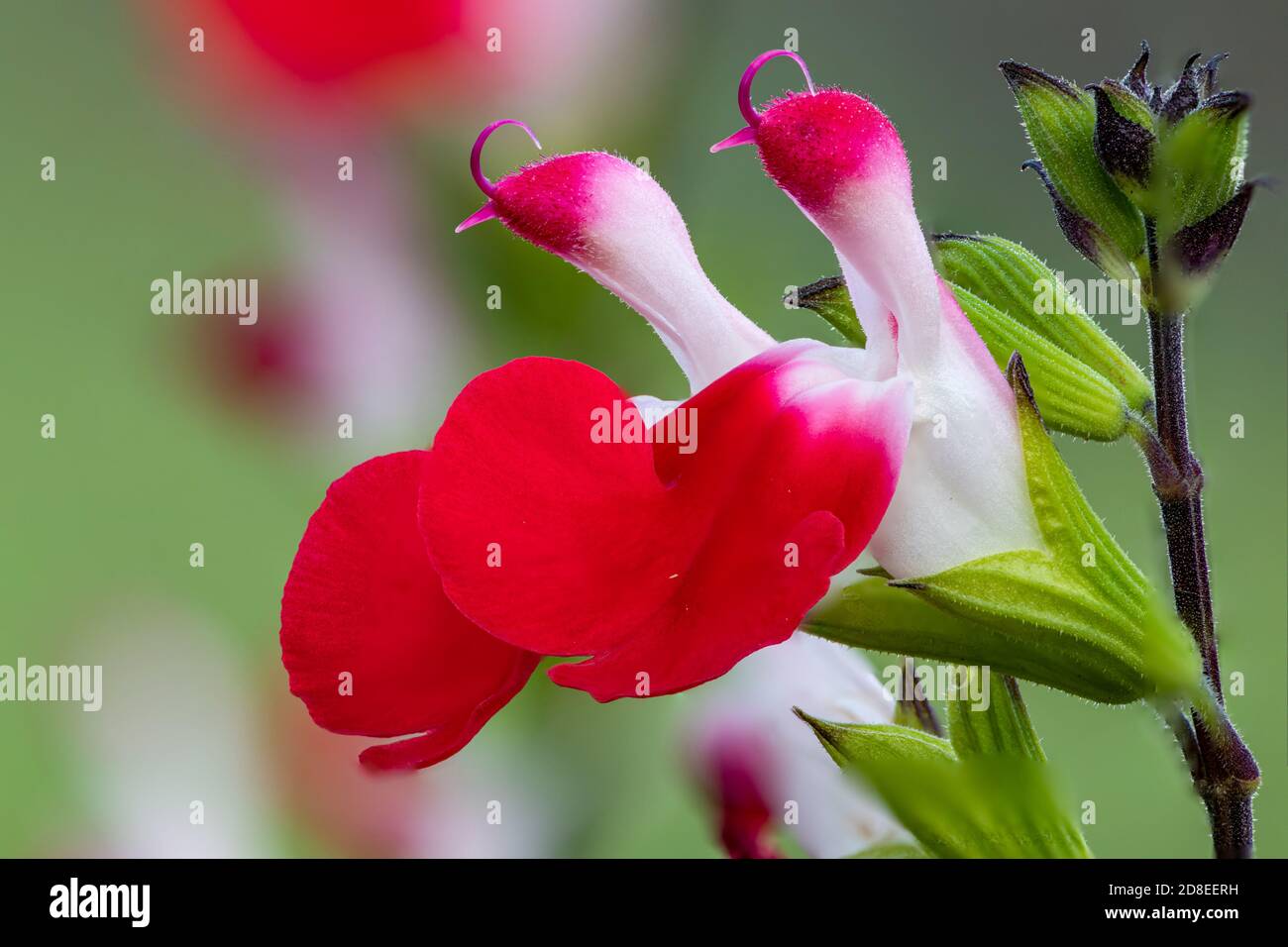 Red and white hot lips salvia flowers hi-res stock photography and ...