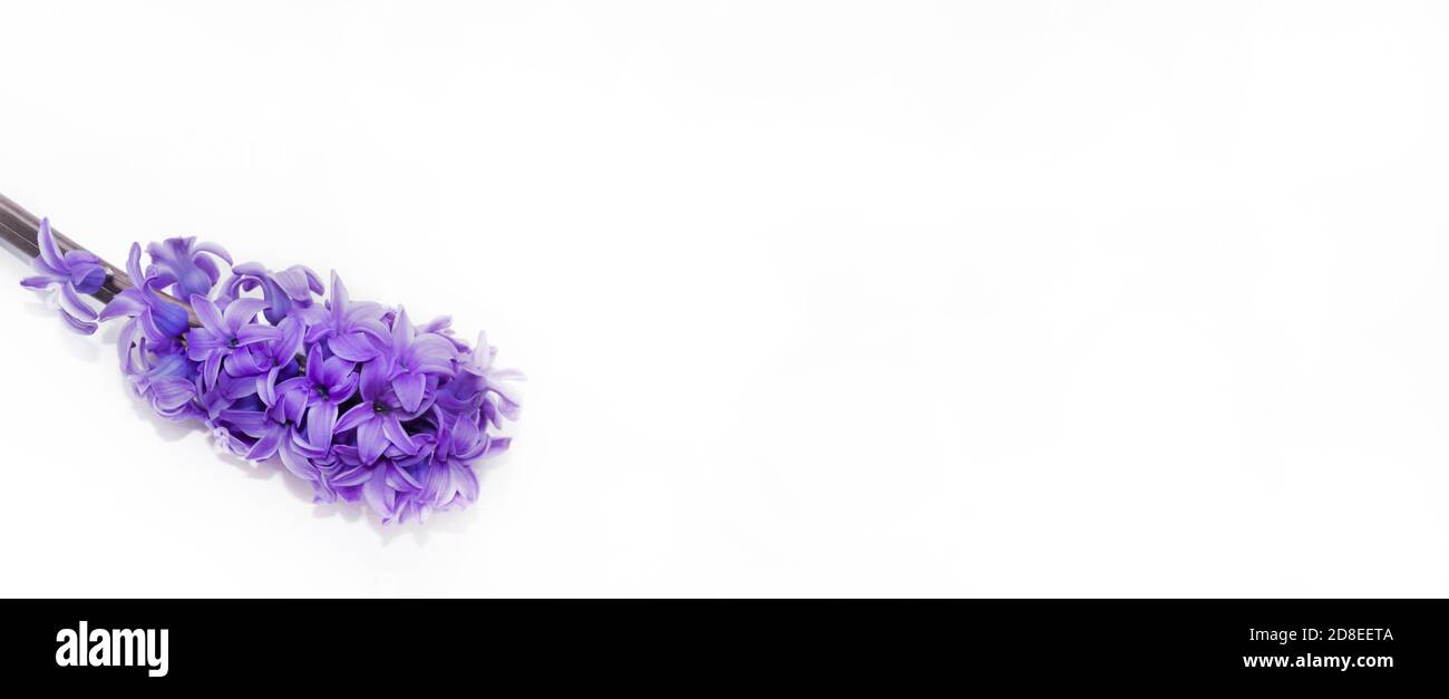 inflorescence of pink purple hyacinth flower isolated on white ...