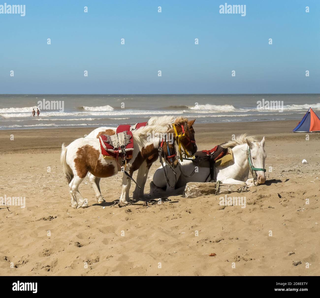 Saddled horse and ponies on the beach in Buenos Aires, Argentina Stock ...