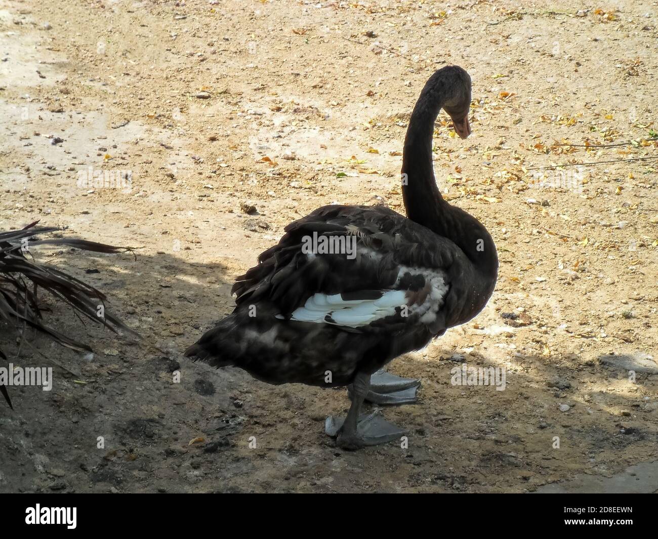 View of a black swan walking under the shadow of a tree Stock Photo - Alamy