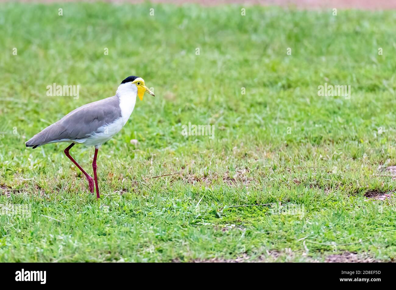 Masked plover australia hi-res stock photography and images - Alamy