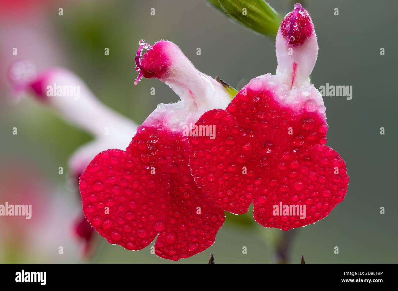 Salvia microphylla hot lips sage hi-res stock photography and images ...