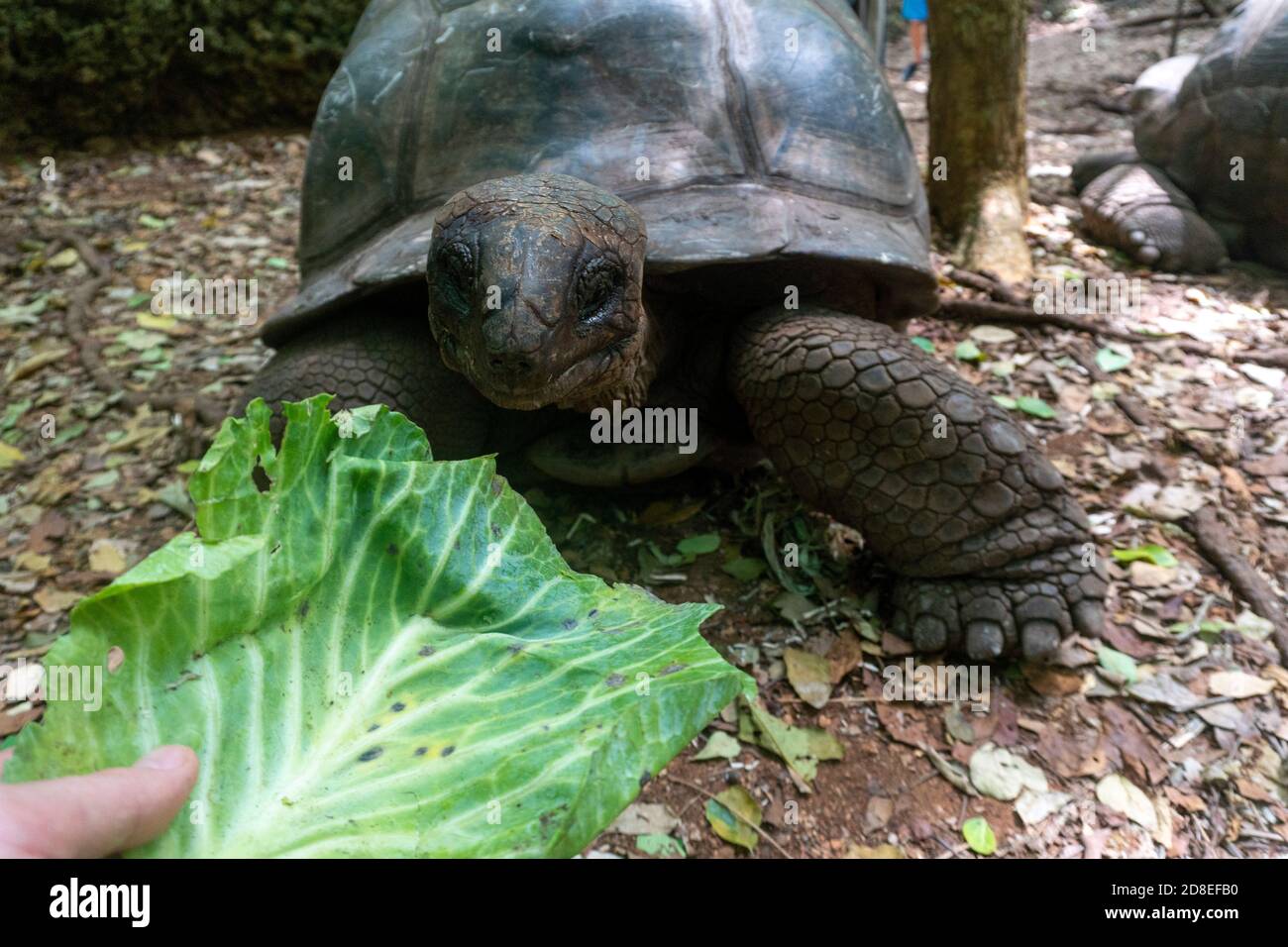 Feeding a Giant Aldabra Tortoise Aldabrachelys gigantea in the forest ...