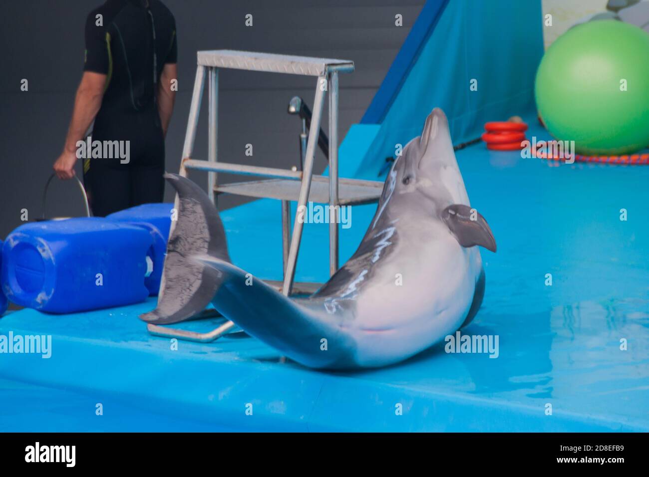 Trained dolphin in the aquarium, dolphinariums. show with dolphins. the ...