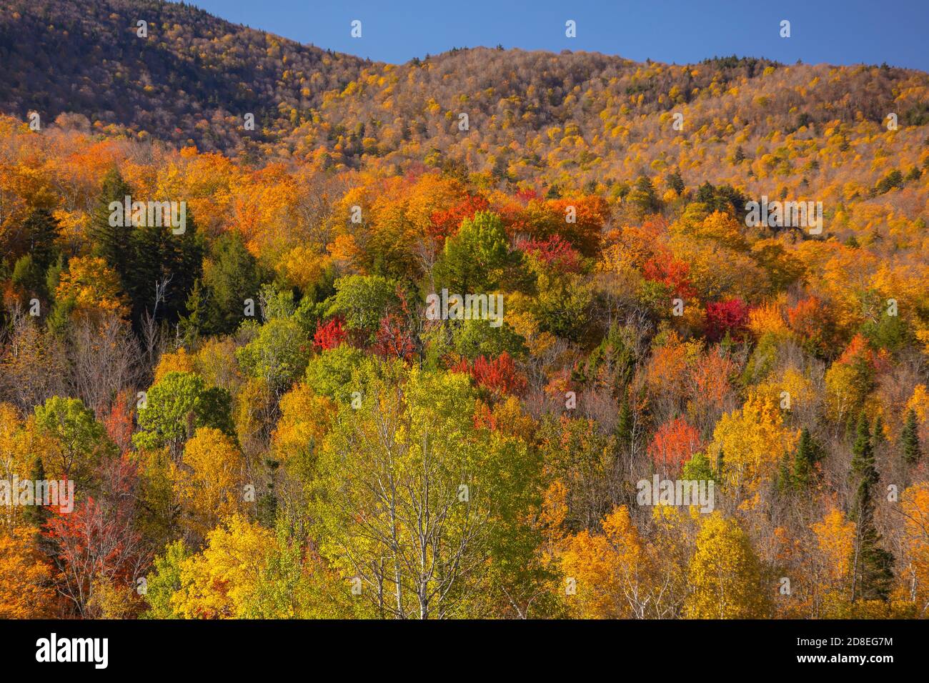 WARREN, VERMONT, USA - Autumn foliage in Mad River Valley, Green ...