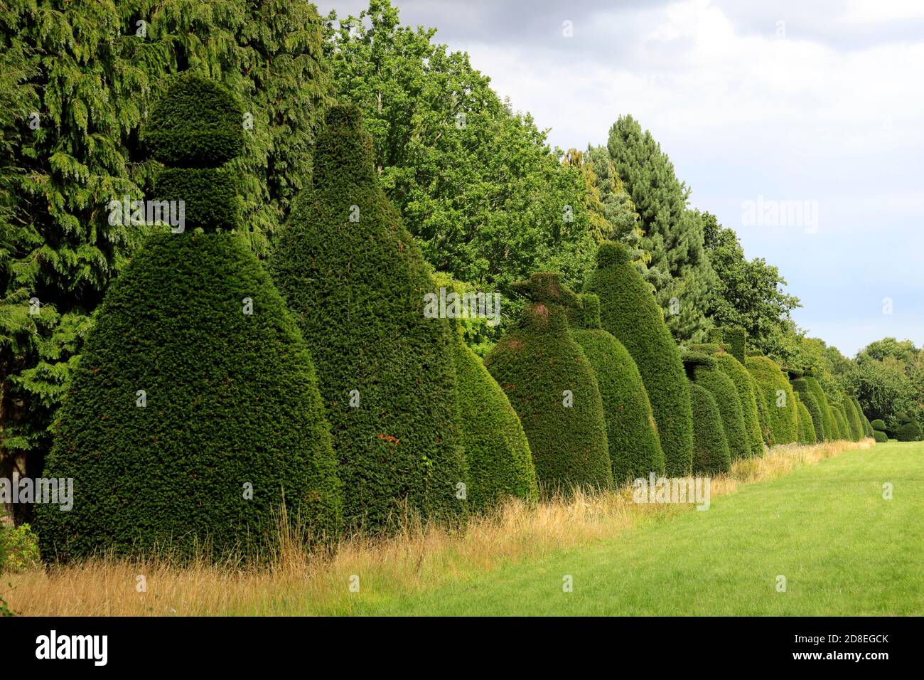 The Yew Tree avenue at Clipsham village; Rutland; England; UK Stock ...