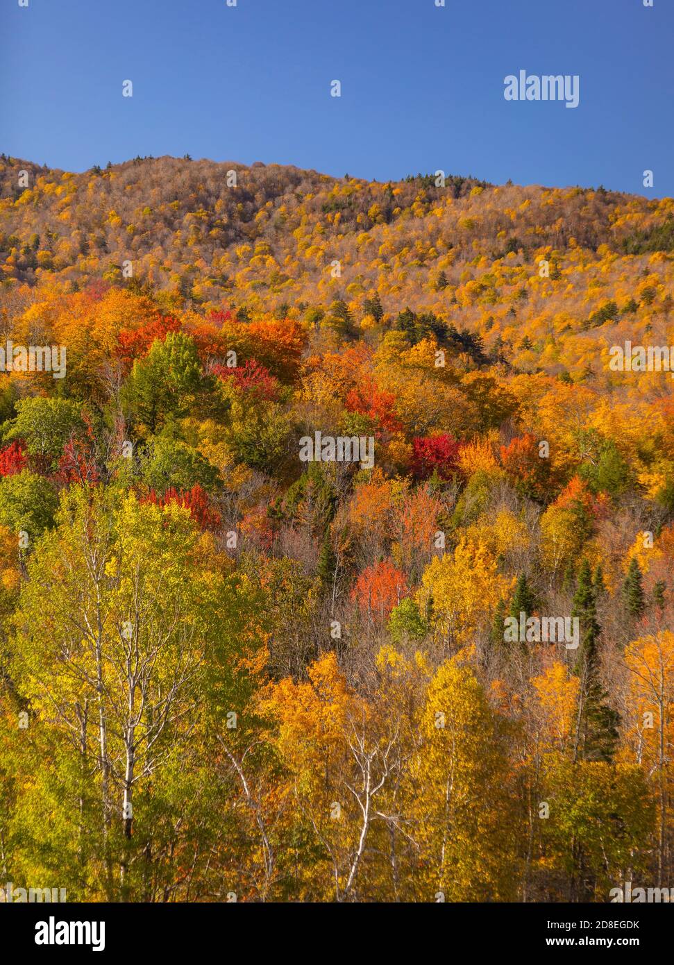 WARREN, VERMONT, USA - Autumn foliage in Mad River Valley, Green ...