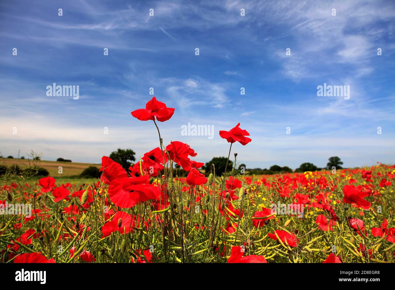 Fields of common Poppy flowers (Papaver rhoeas) near Diss town, Norfolk ...