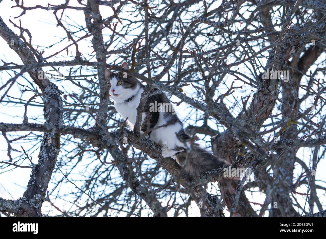 Cats Falling From Tree