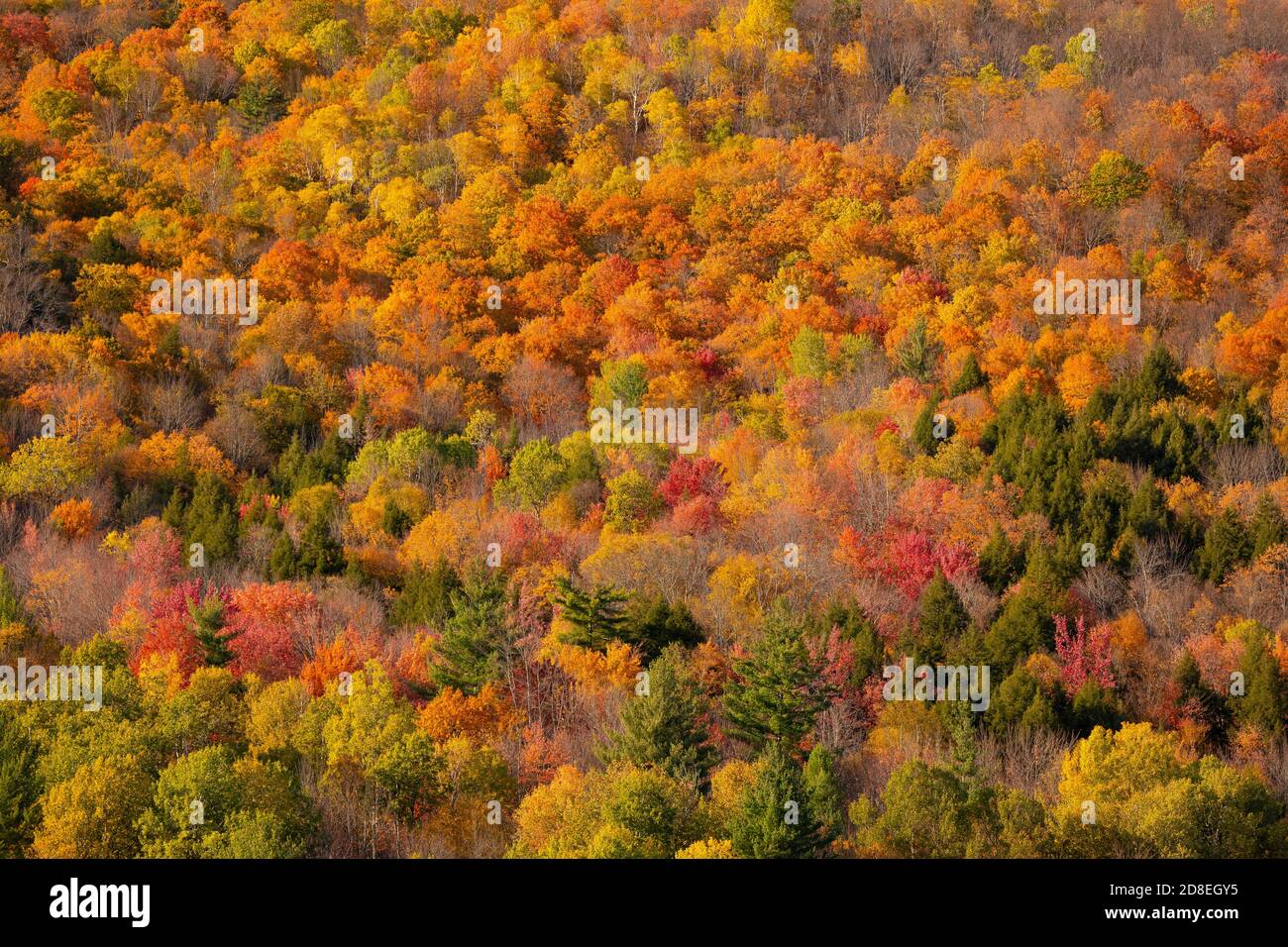 WARREN, VERMONT, USA - Autumn foliage in Mad River Valley, Green ...