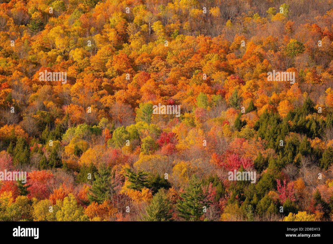 WARREN, VERMONT, USA - Autumn foliage in Mad River Valley, Green ...