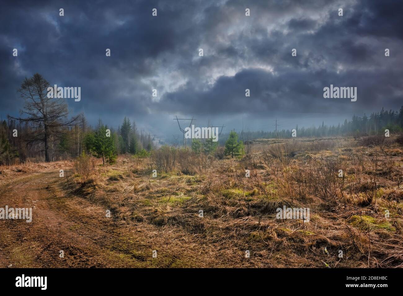 Forest meadow field landscape. Early spring forest meadow view. Forest ...