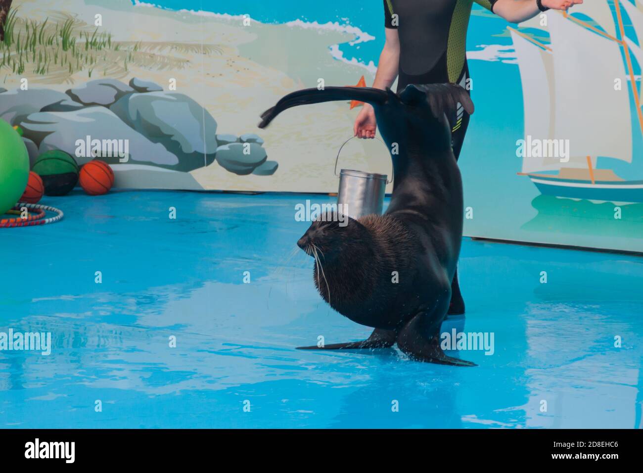 Trained dolphin in the aquarium, dolphinariums. show with dolphins. the ...