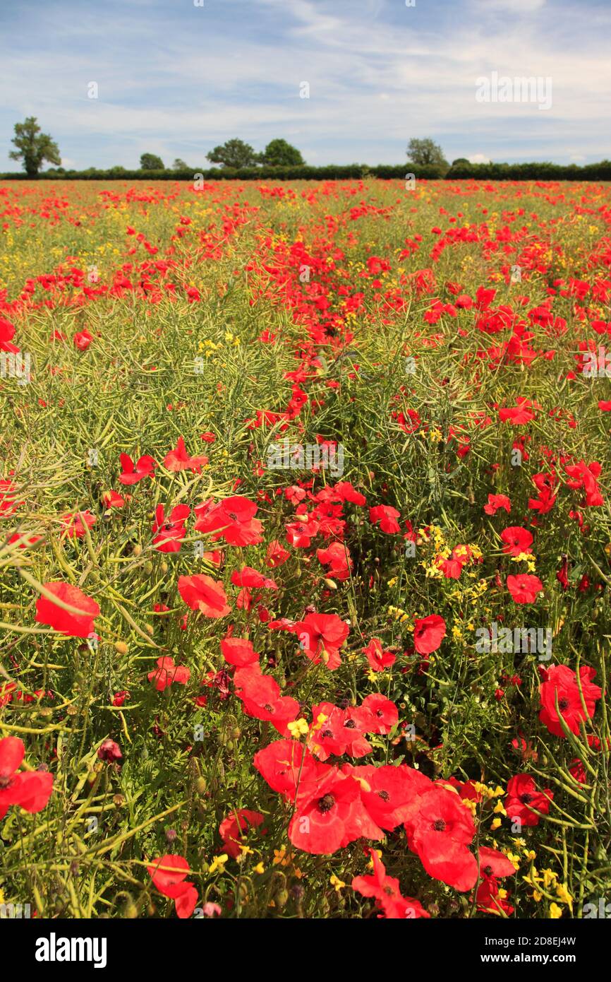 Poppy poppies wild flowers hi-res stock photography and images - Alamy