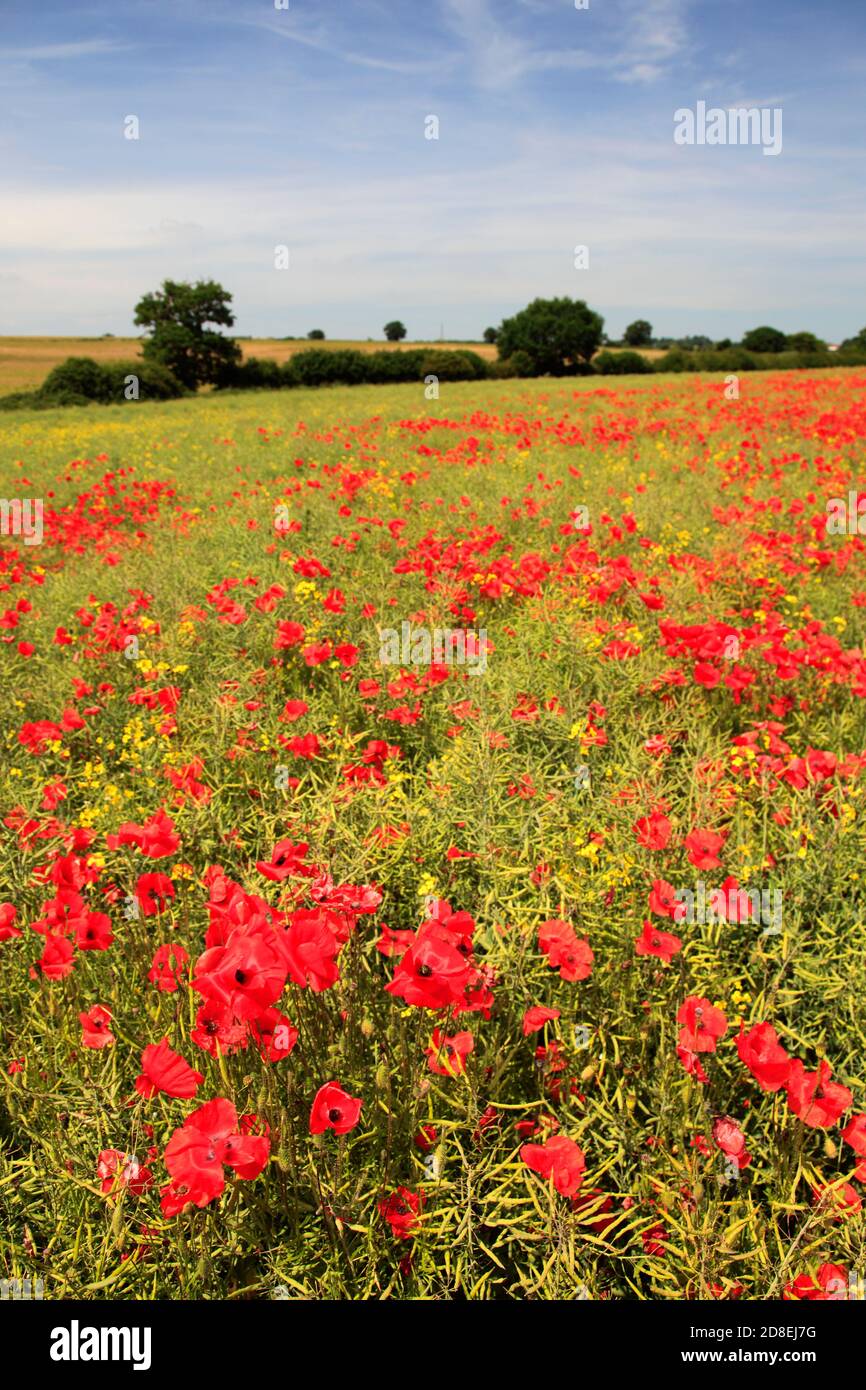 Fields of common Poppy flowers (Papaver rhoeas) near Diss town, Norfolk ...