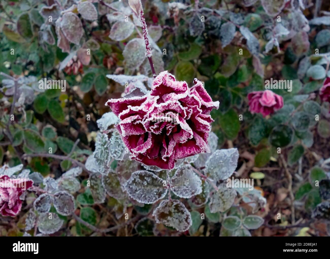 Frozen red rose hi-res stock photography and images - Alamy