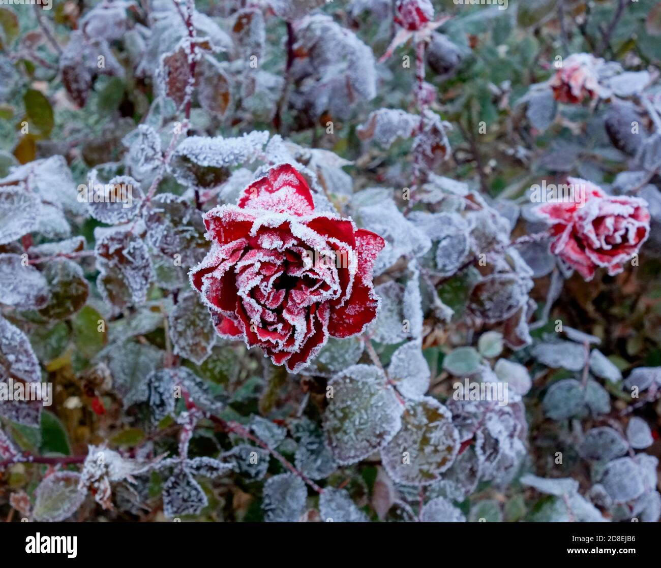 Frozen red rose on the vine, winter, 2020 Stock Photo - Alamy