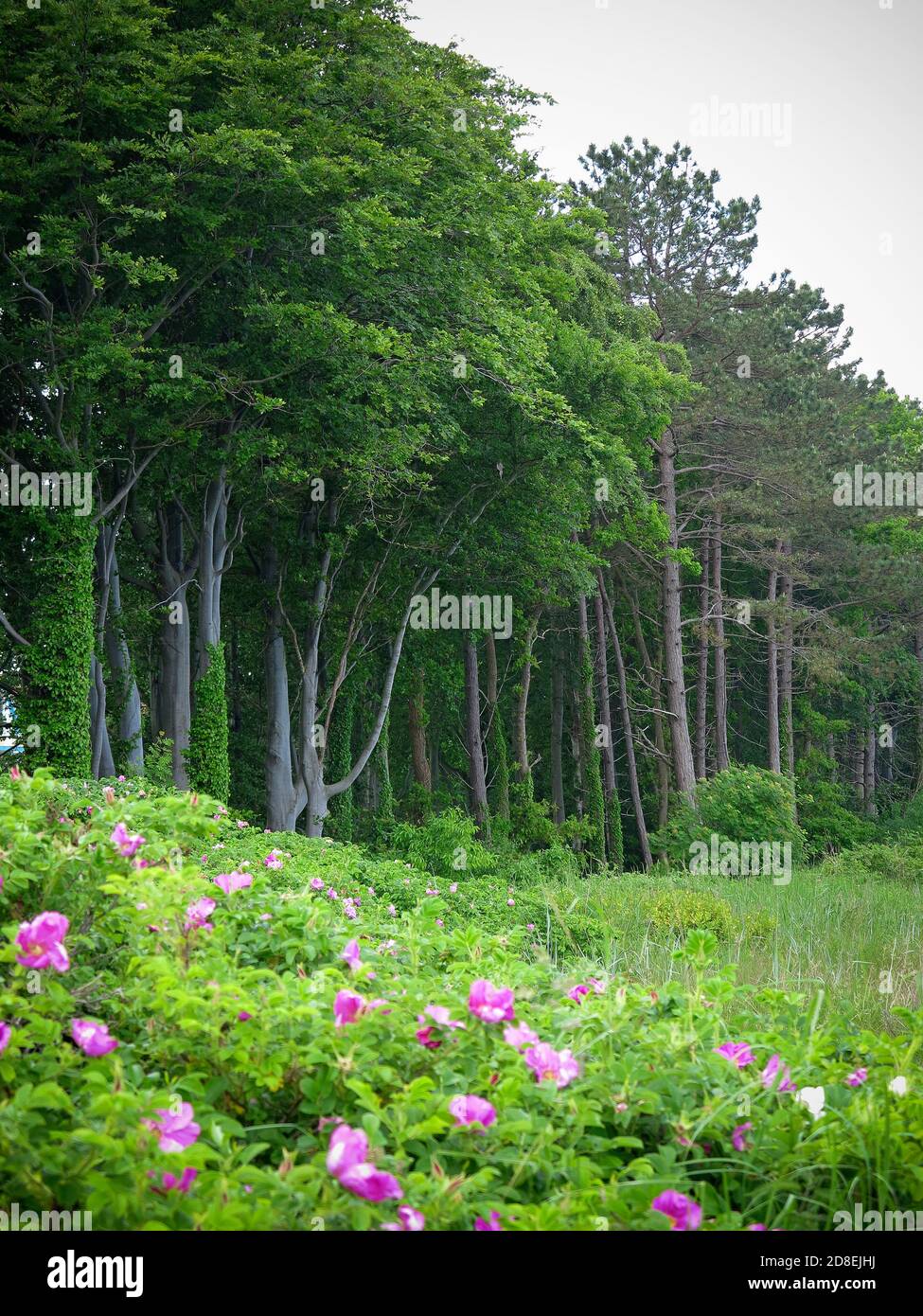 Tall rose bushes hi-res stock photography and images - Alamy