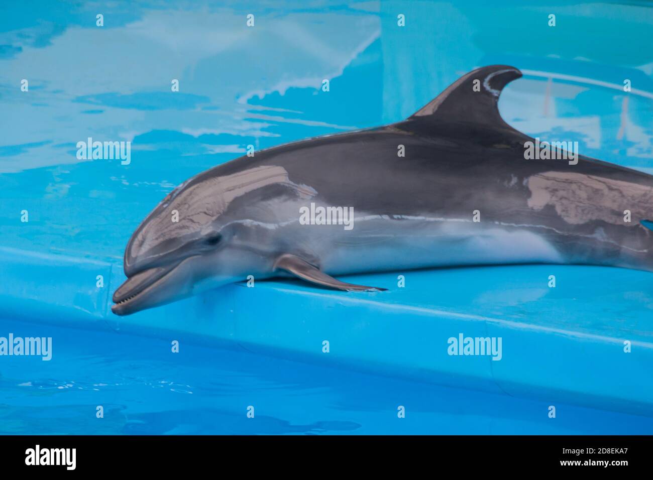 Trained dolphin in the aquarium, dolphinariums. show with dolphins. the ...