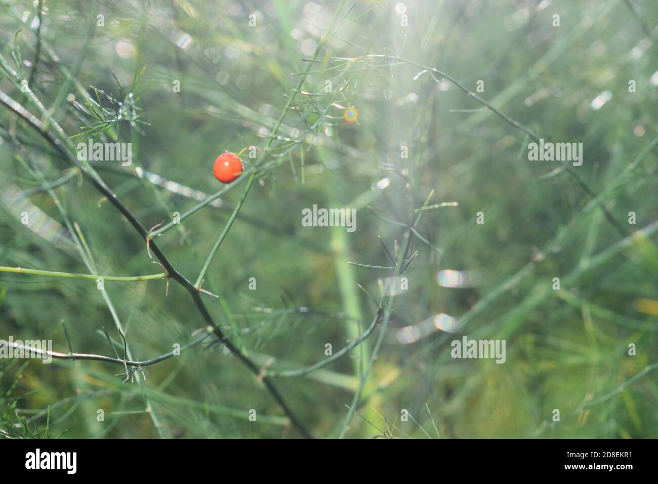 Mature asparagus plant hi-res stock photography and images - Alamy